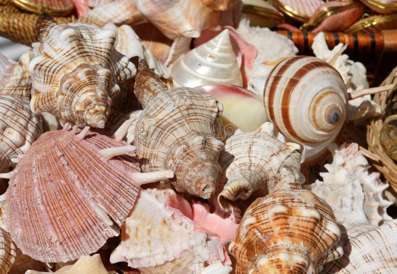 Colorful seashells stock image. Image of shell, shells - 7982463