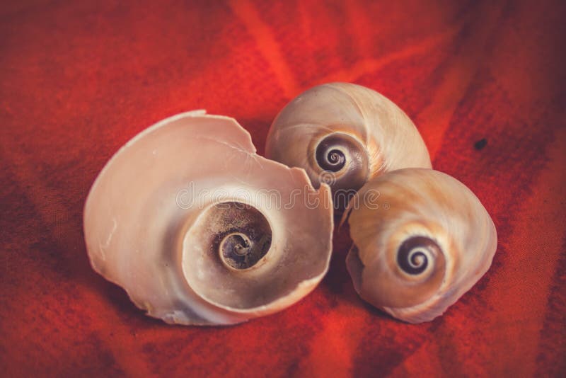 Seashells stock photo. Image of nautilida, snail, shankha - 115844272