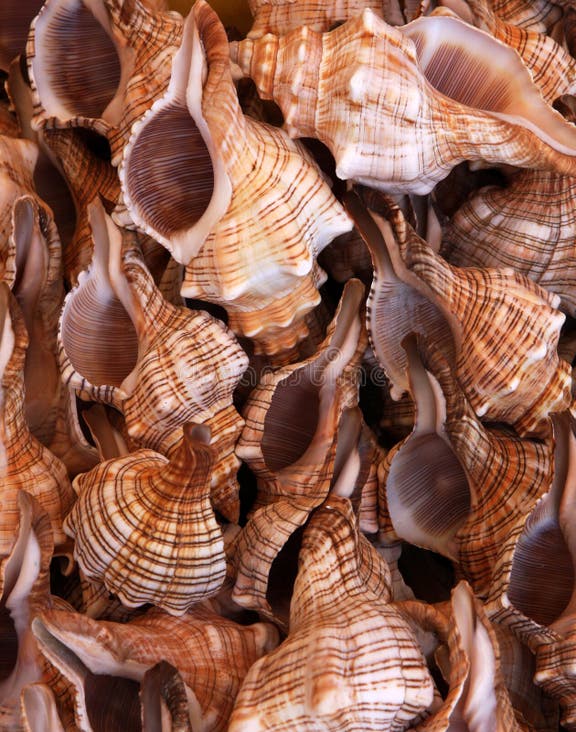 Seashells stock photo. Image of empty, shell, heap, mollusk - 12335424