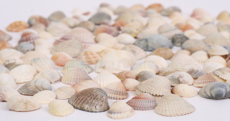 Seashells Picture. Image: 13552286