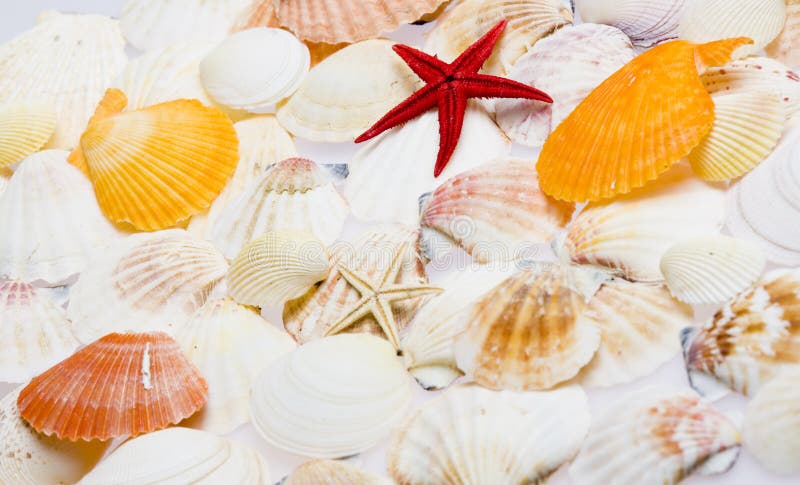 Colorful seashells stock image. Image of shell, shells - 7982463