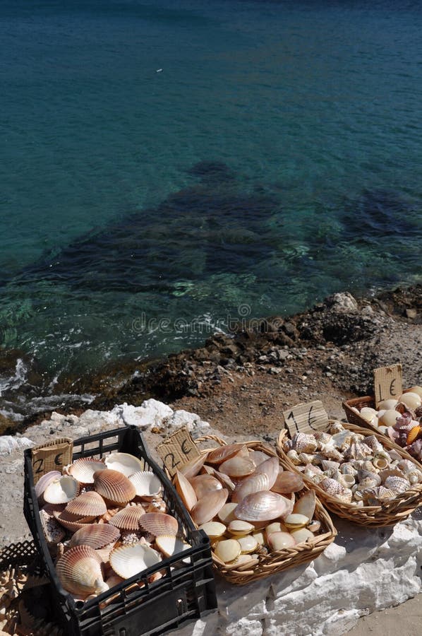 Seashells stock image. Image of euros, green, seashore - 16253387