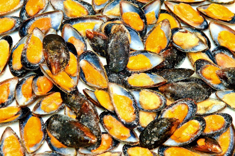 Seashells stock image. Image of food, seafood, ingredient - 17358191