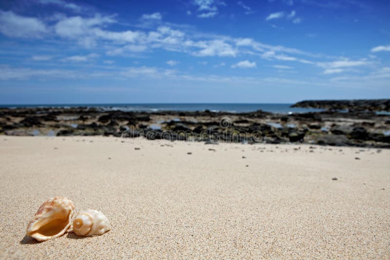 Sea shell on sunny beach stock image. Image of morning - 28945677