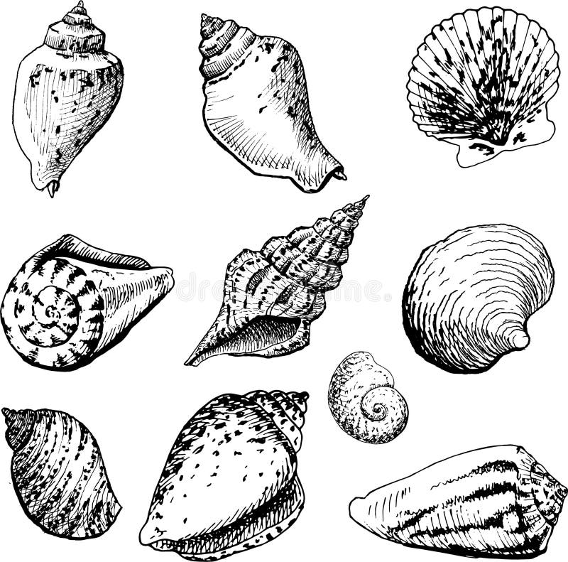 Seashells Vintage Engraving Illustration Stock Vector - Illustration of ...