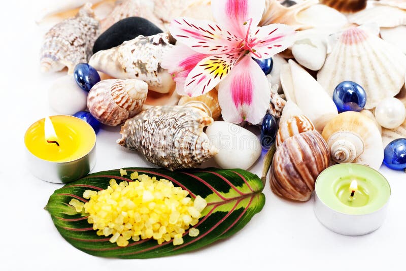 Seashells stock image. Image of marine, pretty, bright - 19021371