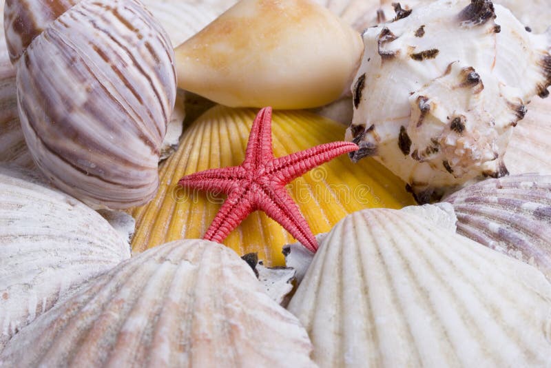 Colorful Sea Shells stock image. Image of decor, orange - 6557717