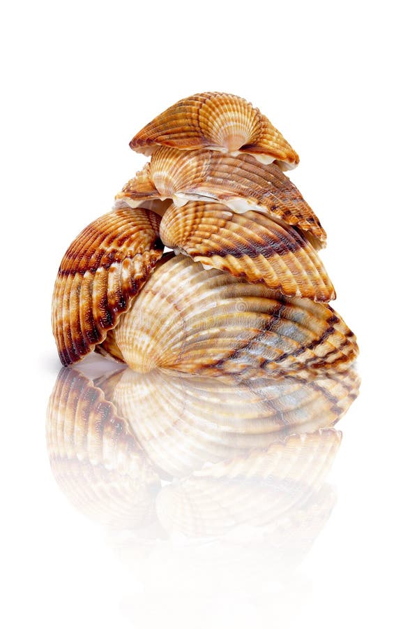 Seashells 04 stock image. Image of heaven, life, tropical - 22622699