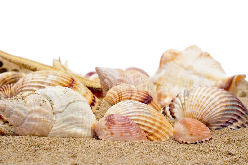A pile of seashells stock image. Image of relaxation - 23534557