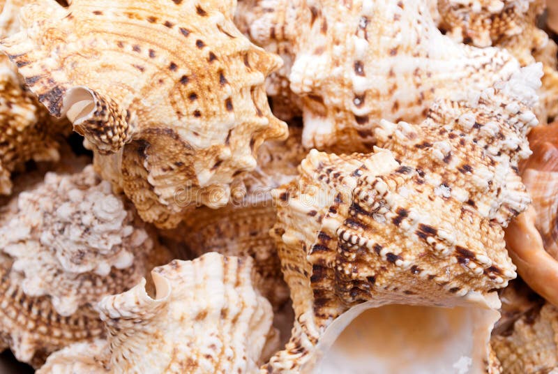 Lots of seashells. stock image. Image of lots, summer - 31684183