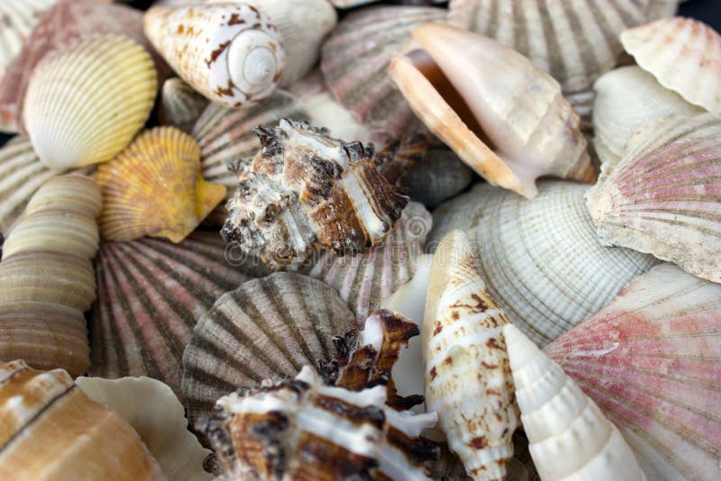 Colorful seashells stock image. Image of shell, shells - 7982463