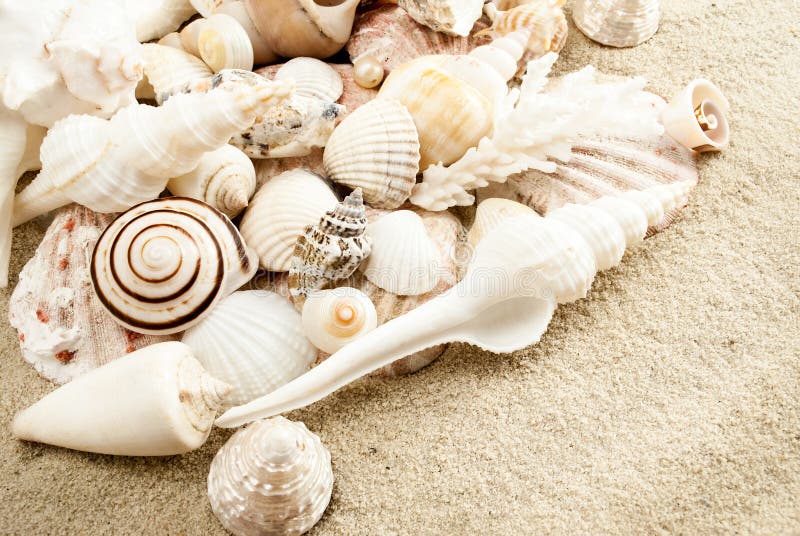 Seashells. stock photo. Image of natural, seashell, group - 25528248