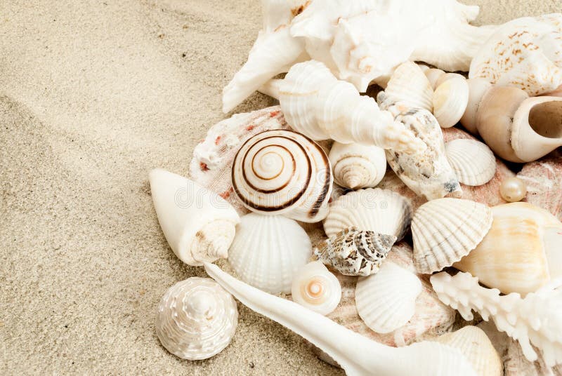 Shell with a pearl stock photo. Image of coast, dream - 15621088