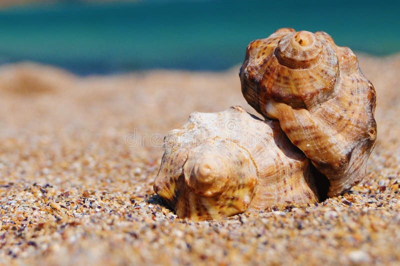Seashells stock image. Image of beach, mollusks, gastropod - 27452599