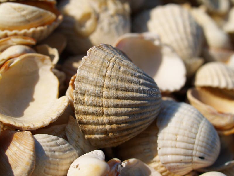 Seashells stock photo. Image of decoration, mussel, collection - 3001630
