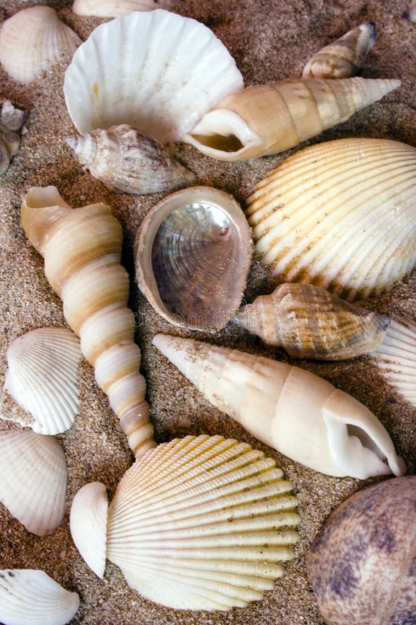 Colors of nature stock photo. Image of beige, marine, underwater - 7312288