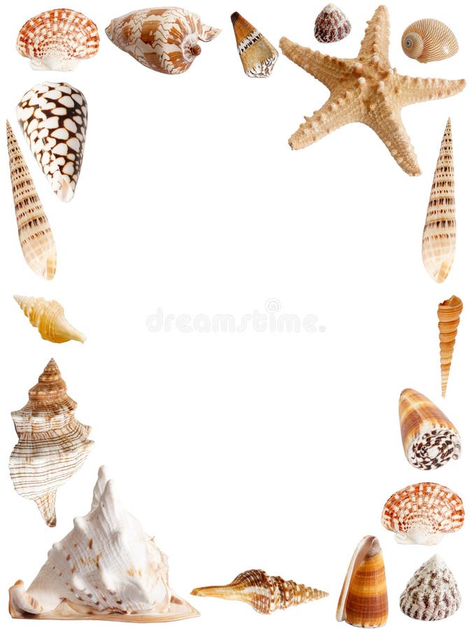 Seashells stock image. Image of seashore, fish, water - 3761379