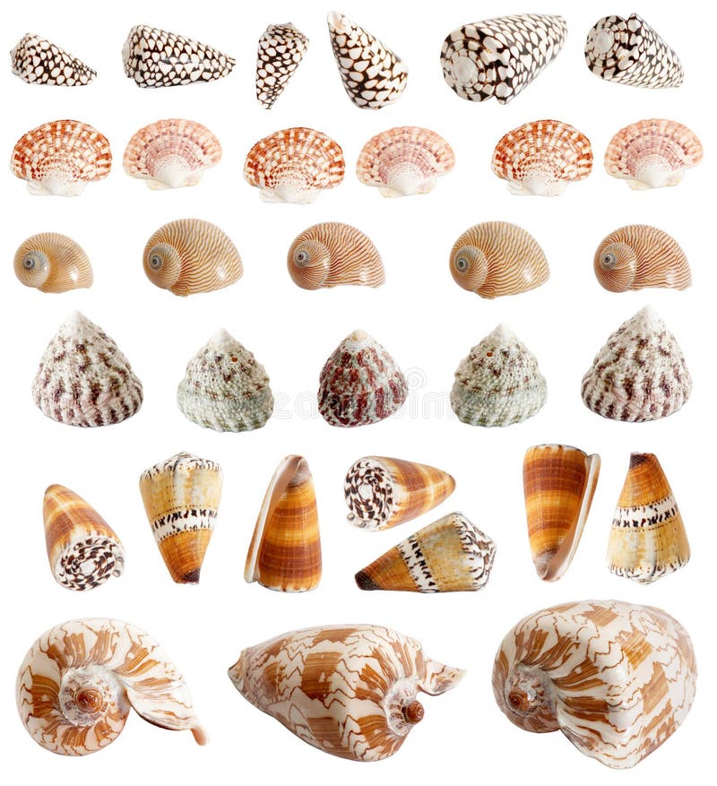 Seashells stock image. Image of nature, texture, shell - 4766065