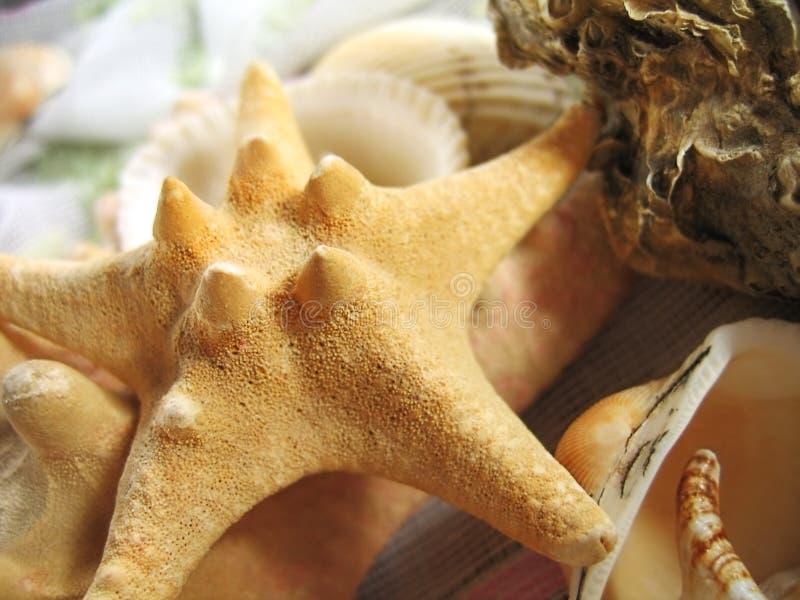 Seashells stock image. Image of search, seashore, star - 4900969