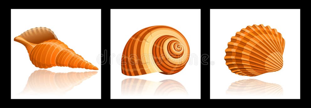Detailed Seashells Stock Illustrations – 372 Detailed Seashells Stock ...
