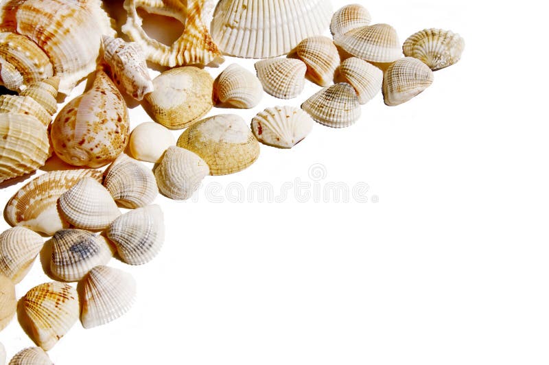 Curved Seashell Picture. Image: 5422511
