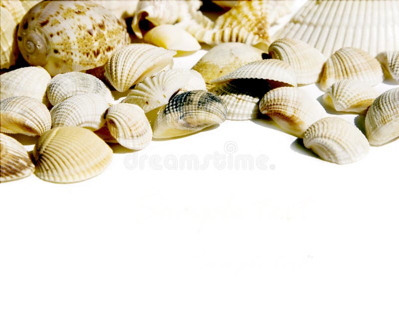 Curved Seashell Picture. Image: 5422511