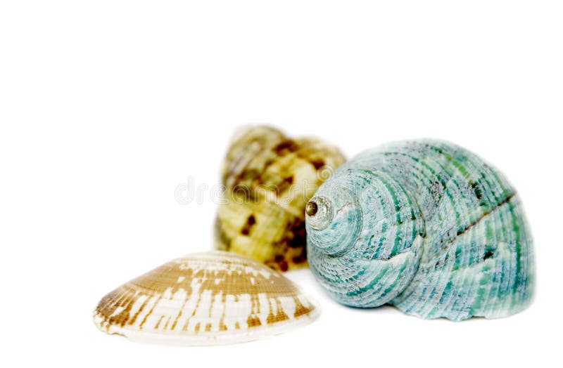 Curved Seashell Picture. Image: 5422511