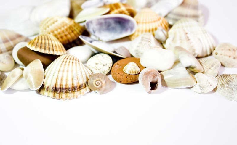 Curved Seashell Picture. Image: 5422511