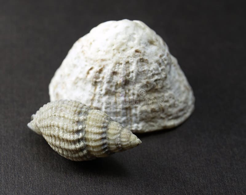Two Sea Shells Picture. Image: 933666