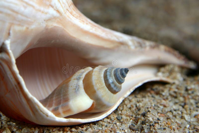 Seashell stock photo. Image of hole, beach, seashell, ocean - 619118
