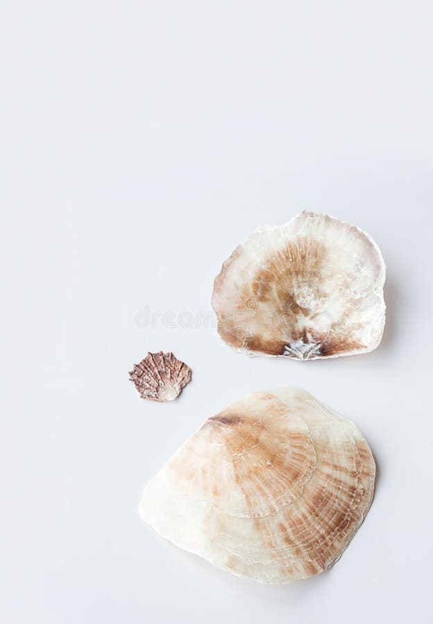 Seashells Aesthetic. Minimalistic Still Life of Sea Shells Stock Image ...