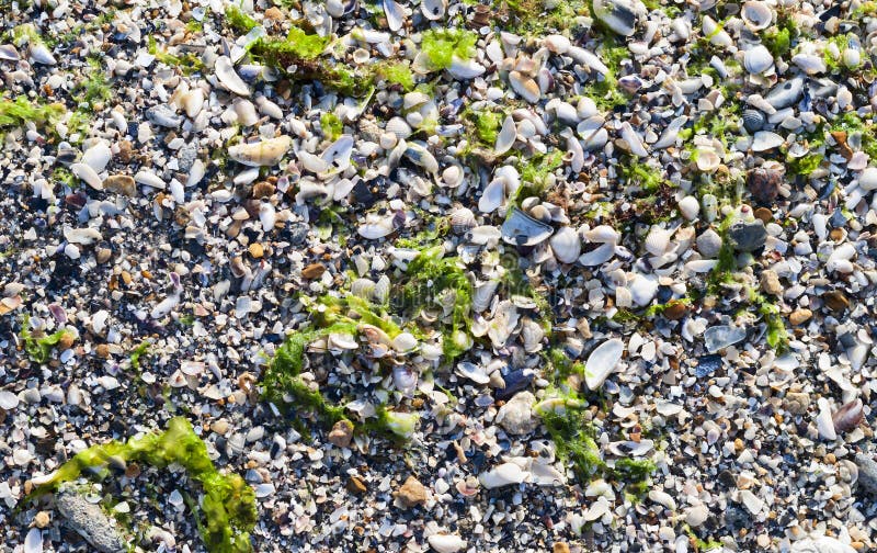 Seashells and algae stock image. Image of pattern, star - 55425381