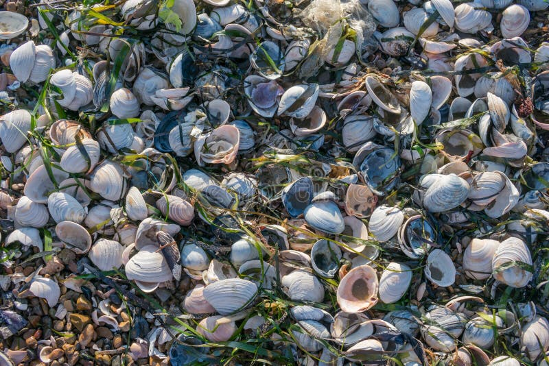 Seashells and Algae in One Heap on the Sea Beach Stock Photo - Image of ...