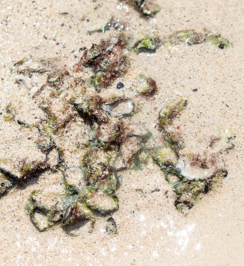Seashells with Algae on the Sand by the Sea Stock Image - Image of ...