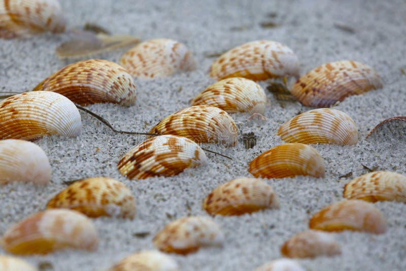 Seashells on the Seashore stock image. Image of environmental - 221071569