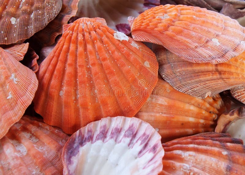 Colorful seashells stock image. Image of shell, shells - 7982463