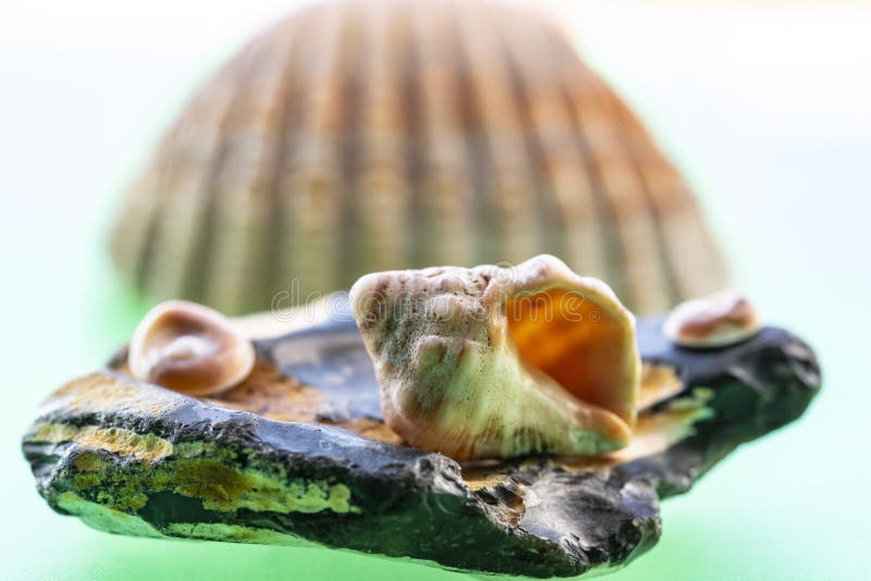 Seashells As Bright and Warm Colored Decorative and Ornamental Objects ...