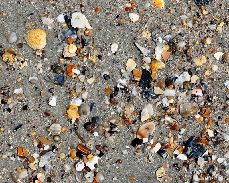 Seashells in Assorted Sizes Shapes and Conditions on Beach Sand Stock ...
