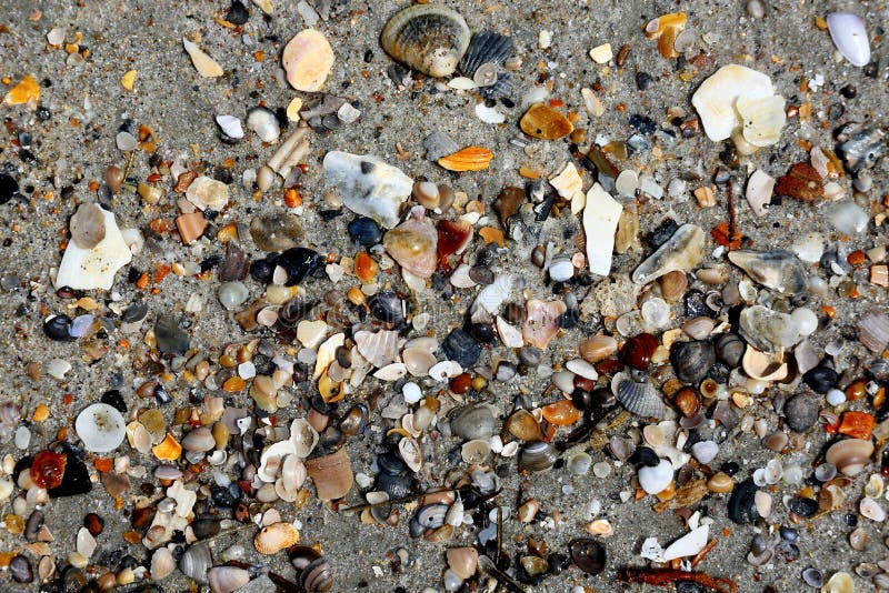Seashells in Assorted Sizes Shapes and Conditions on Beach Sand Stock ...