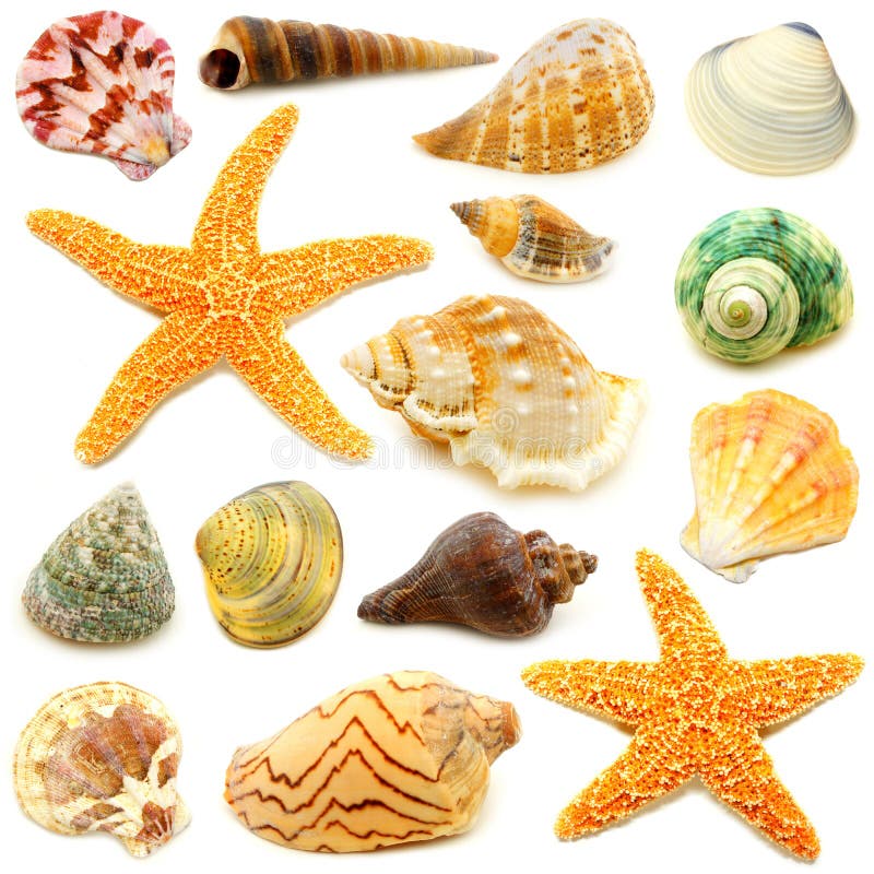 Sea shells collection stock photo. Image of elements - 33001074