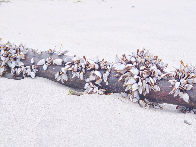Seashells Attached To the Tree Branch on the Sandy Beach. Natural ...