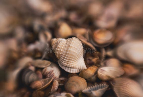 Seashells for Backdrop. Mollusk Shell. Marine Background. Texture of ...