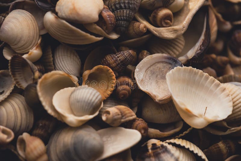 Seashells for Backdrop. Sea Shells for Design Pattern. Seashells for ...