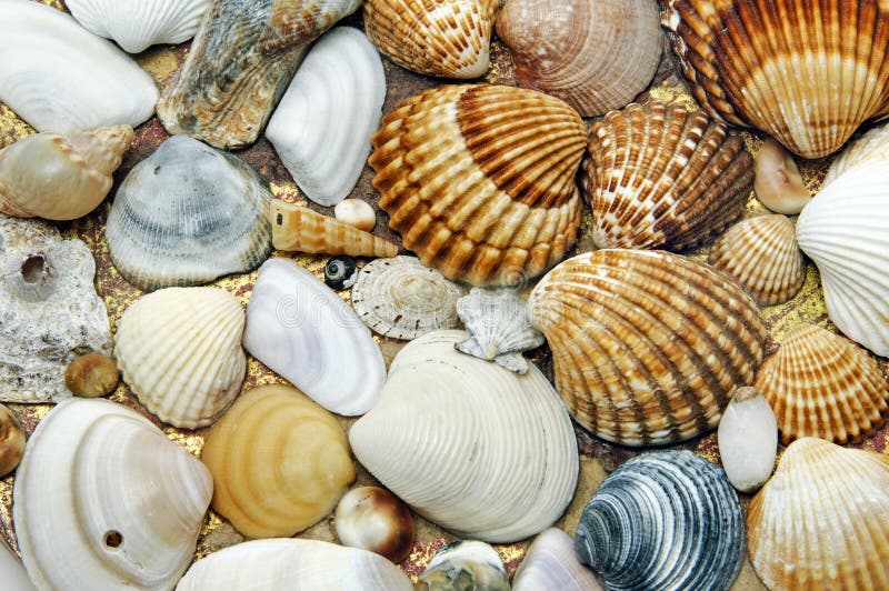 49,061 Seashells Photos - Free & Royalty-Free Stock Photos from Dreamstime