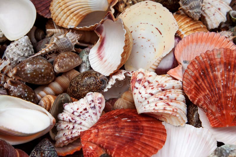 Colorful seashells stock image. Image of shell, shells - 7982463