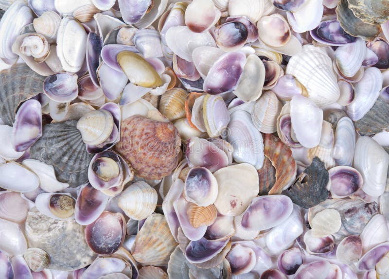 Large Purple Seashell stock photo. Image of purple, vacation - 20901272
