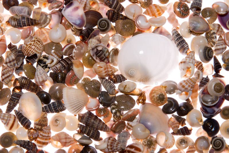 Collection of Colourful Coastal Sea Shells Stock Image - Image of ...