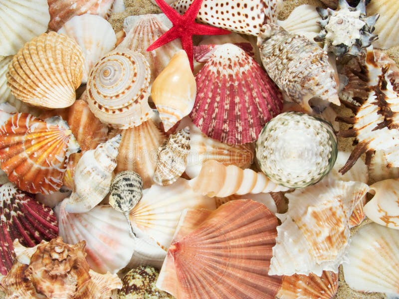 Heart of seashells stock image. Image of adore, holiday - 6028891