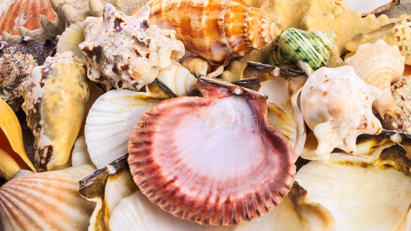 Seashells Background, Collection of Beautiful Tropical Seashells Stock ...