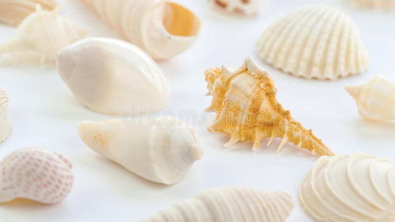 Seashells Background High Resolution Macro Photography with Copy Space ...